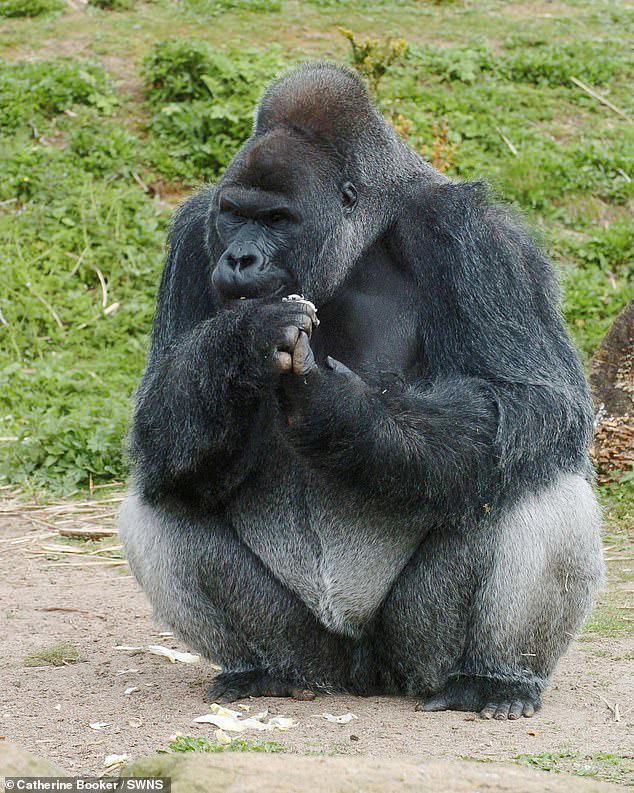 Bristol Zoo's oldest silverback gorilla dies days after move into new ...