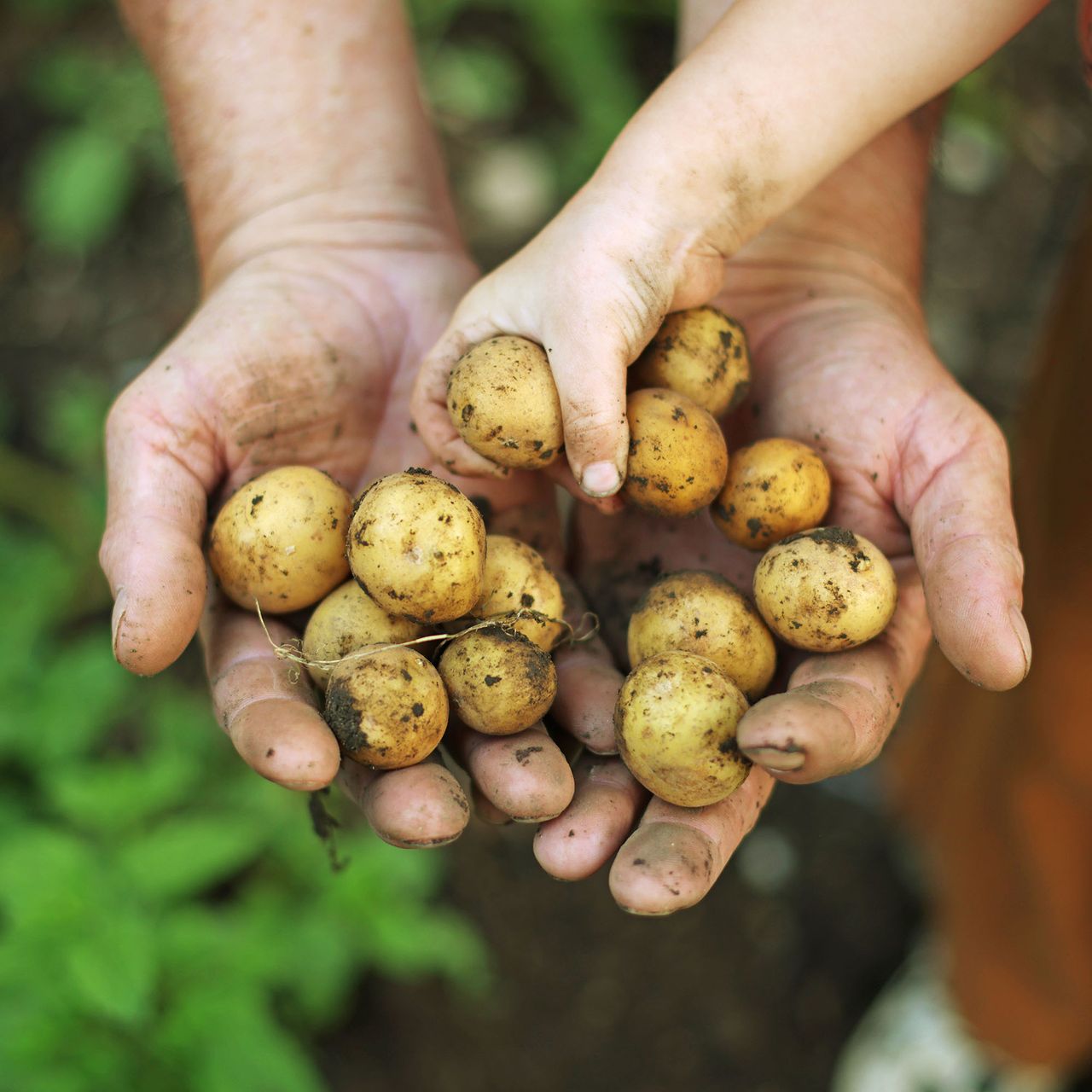 I’ve discovered the most charming way to grow potatoes in containers ...