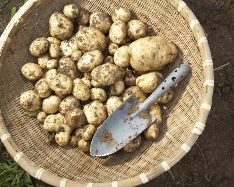 I’ve discovered the most charming way to grow potatoes in containers ...