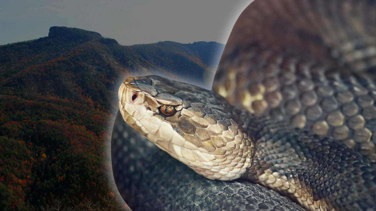 The record-breaking cottonmouth found near the North Carolina border ...