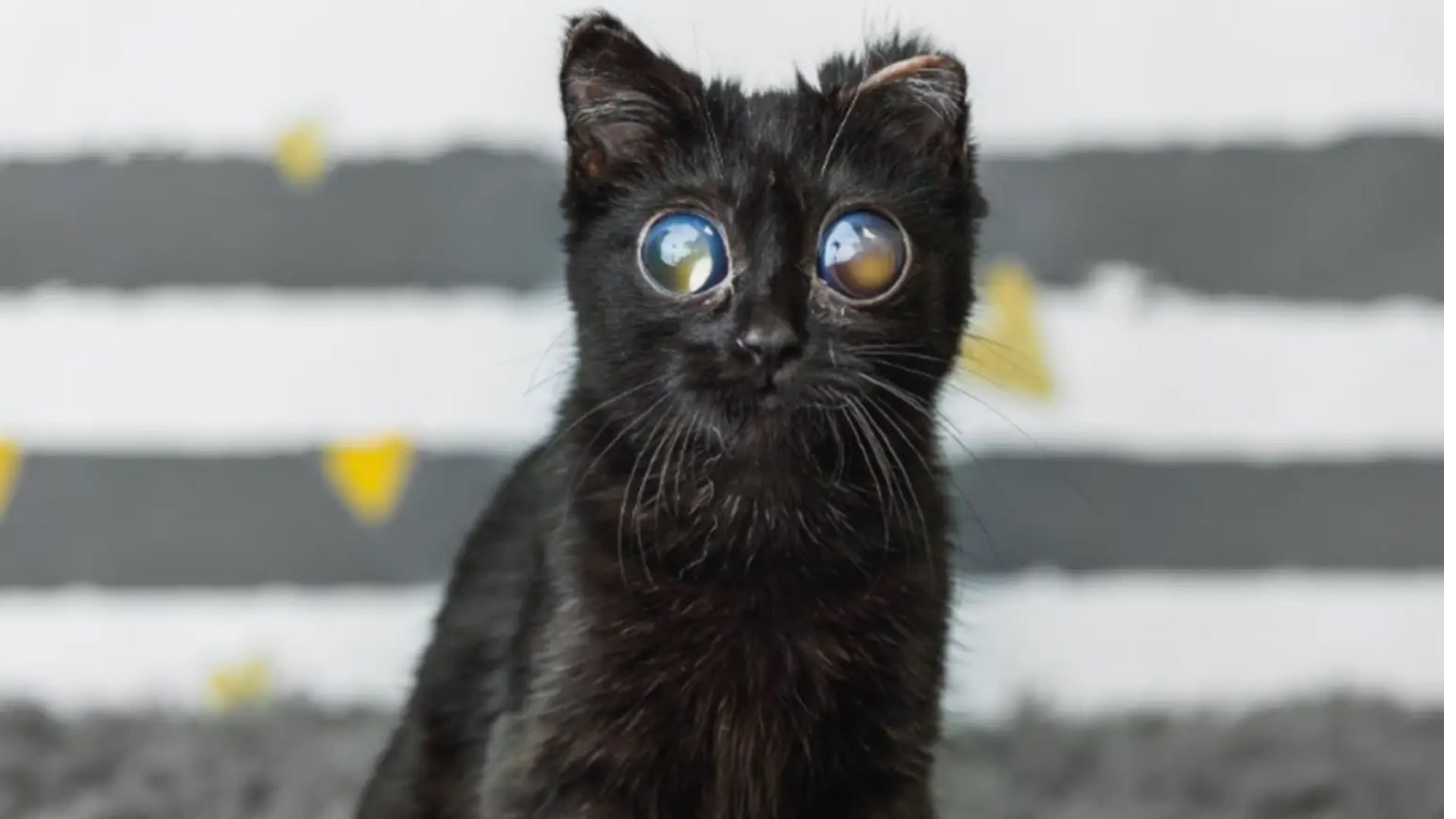 ¿Por qué es tan intrigante este gatito con ojos enormes?