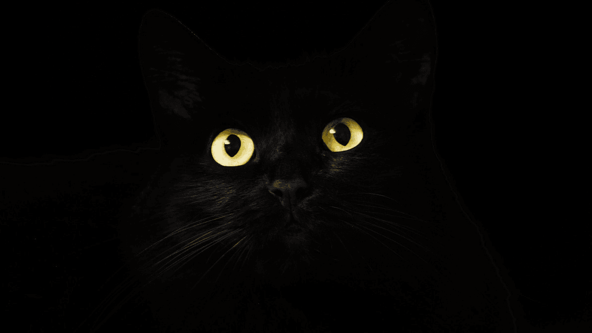 15 things only cat owners understand (see if they sound familiar)