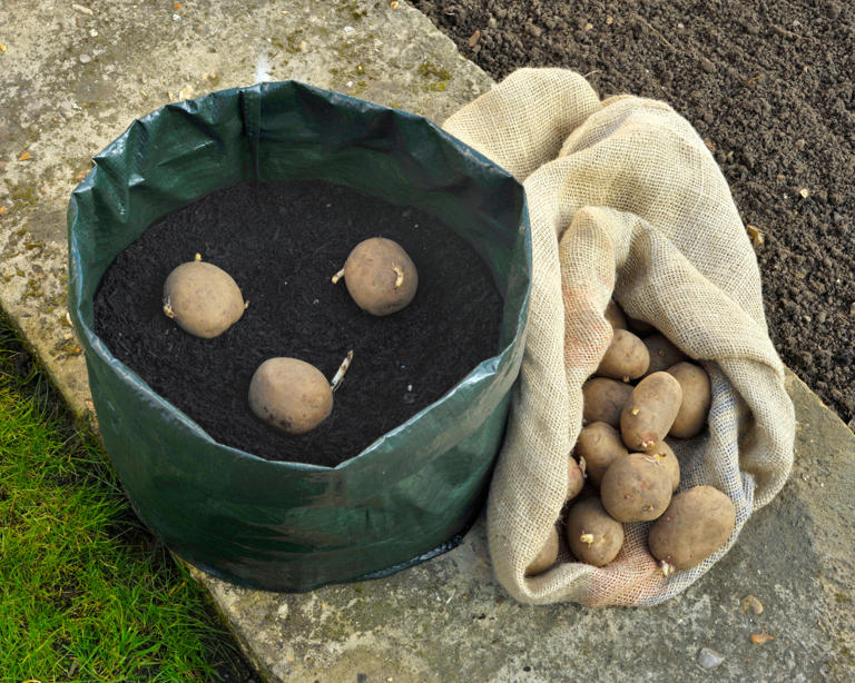I’ve discovered the most charming way to grow potatoes in containers ...