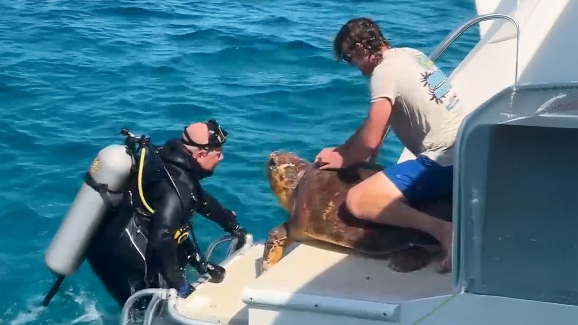 Diver rescues a sea turtle who got bit by a shark