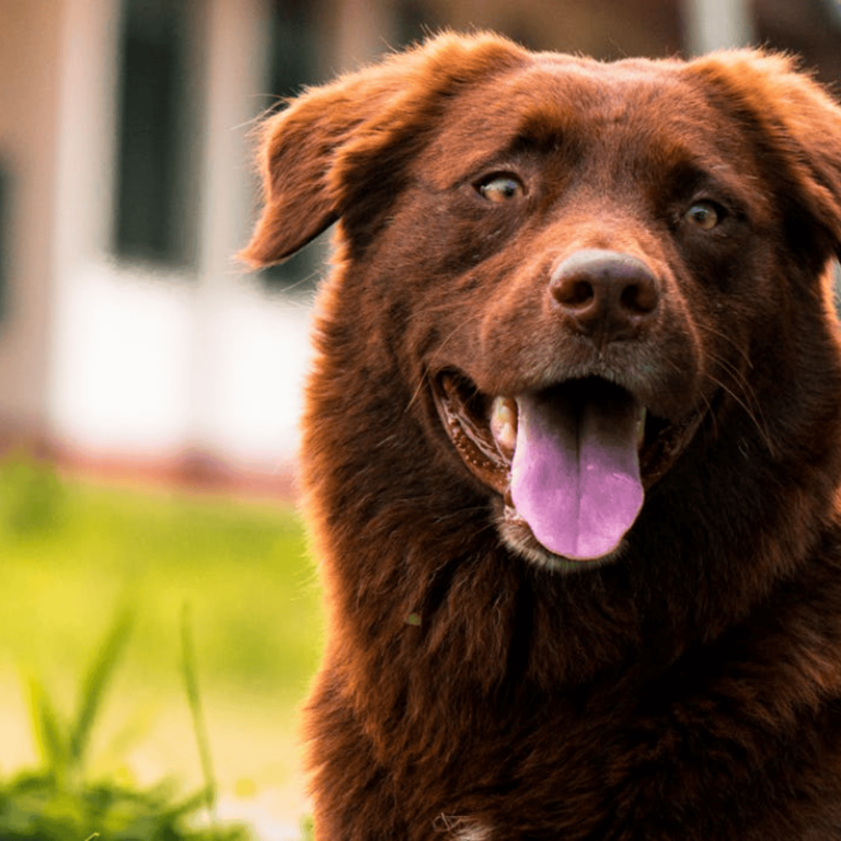 10 things dogs do for their owners when they're sad