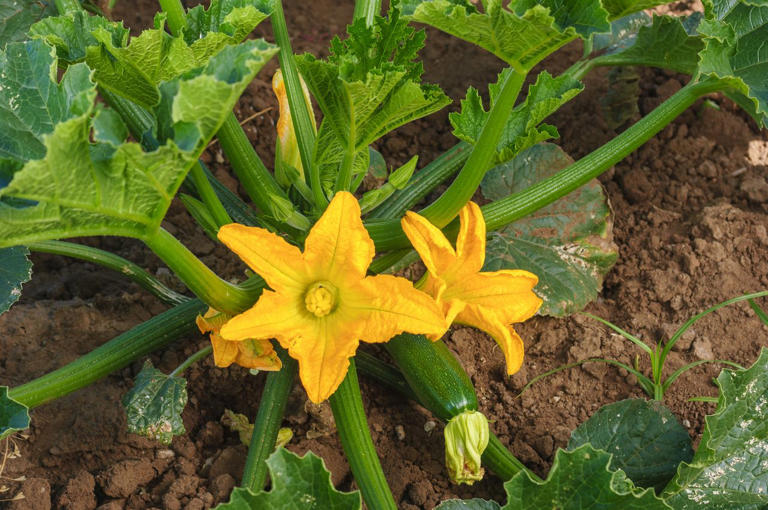 14 sunflower companion plants—plus 3 you should never grow nearby