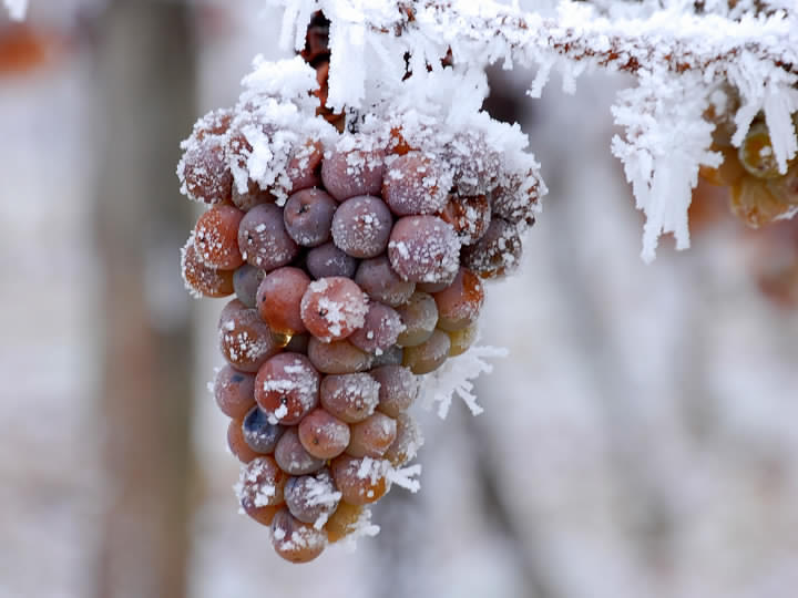 The exotic (and expensive) wine made from frozen grapes