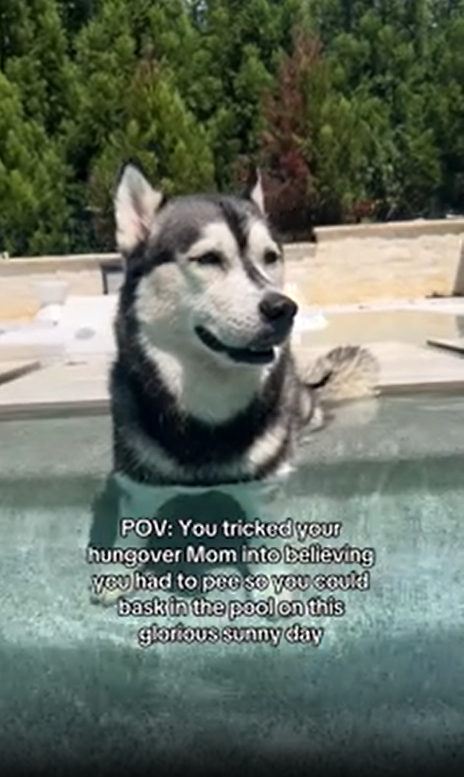 Pro tips to get your husky to listen and follow commands every time