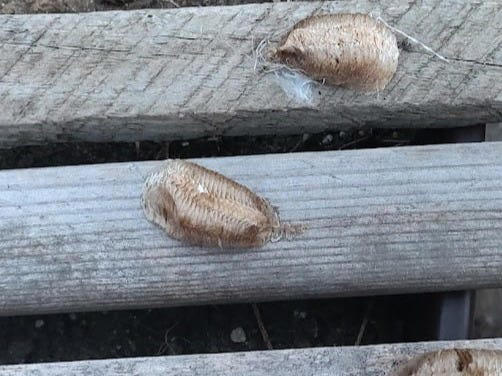 Chinese and European praying mantises lay recognizable egg cases