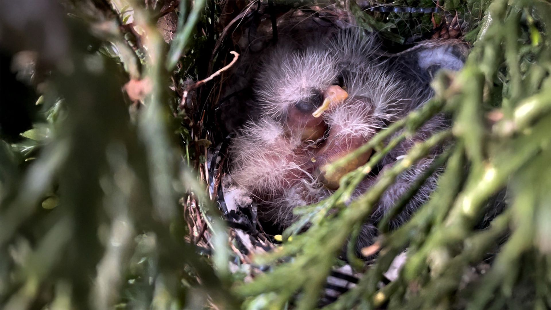 Bird couple keeps visiting guy's balcony for the sweetest reason