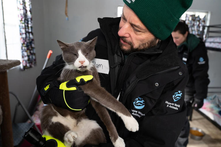 More than 100 cats saved in 'sad beyond words' rescue from alleged ...
