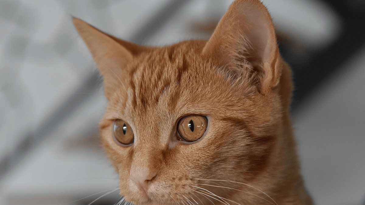 Owning a cat helps a human live longer; 15 benefits of adopting one