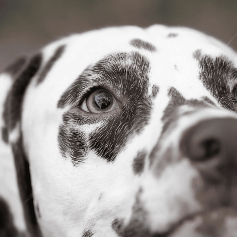 10 things dogs do for their owners when they're sad