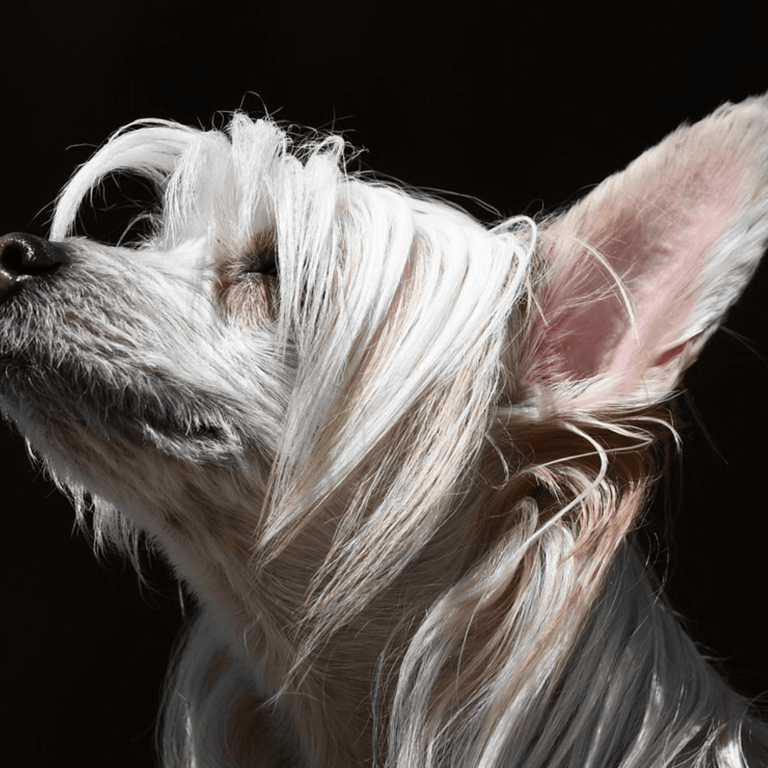 10 things dogs do for their owners when they're sad