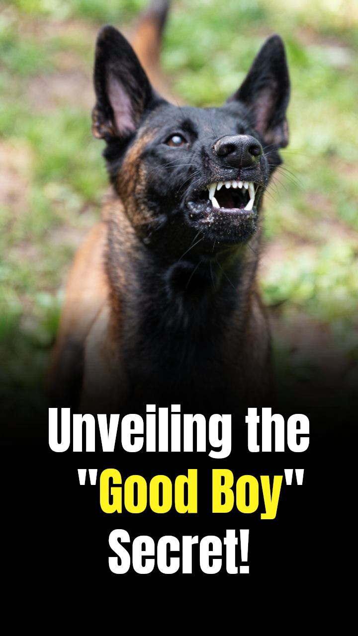 The chemistry of a very good boy: Can a simple saliva test predict a ...