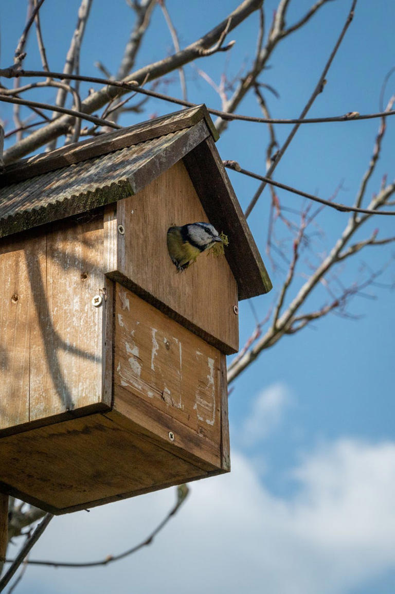 How to get the right nest box for your garden birds – and the type to ...