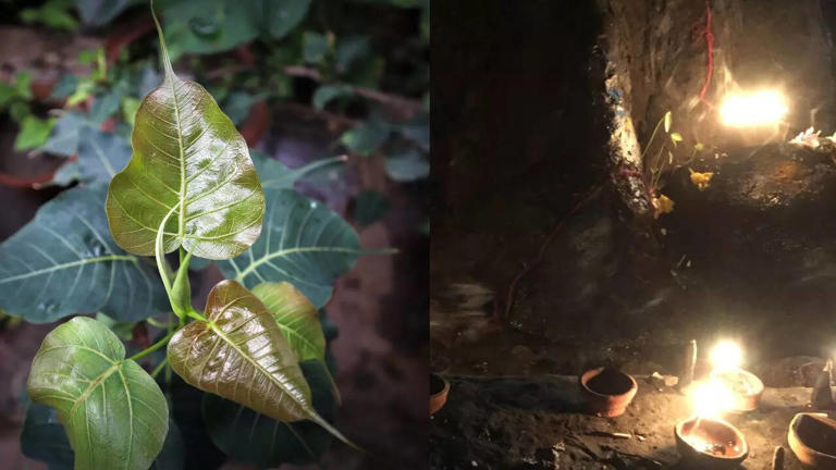 Why is the peepal tree worshipped?