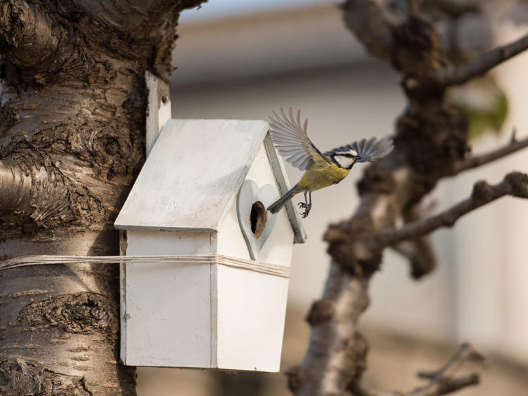 How to get the right nest box for your garden birds – and the type to ...