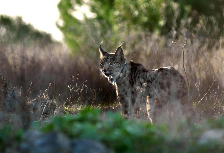 ICNF prepara-se para prolongar a atual gestão do centro do lince ...