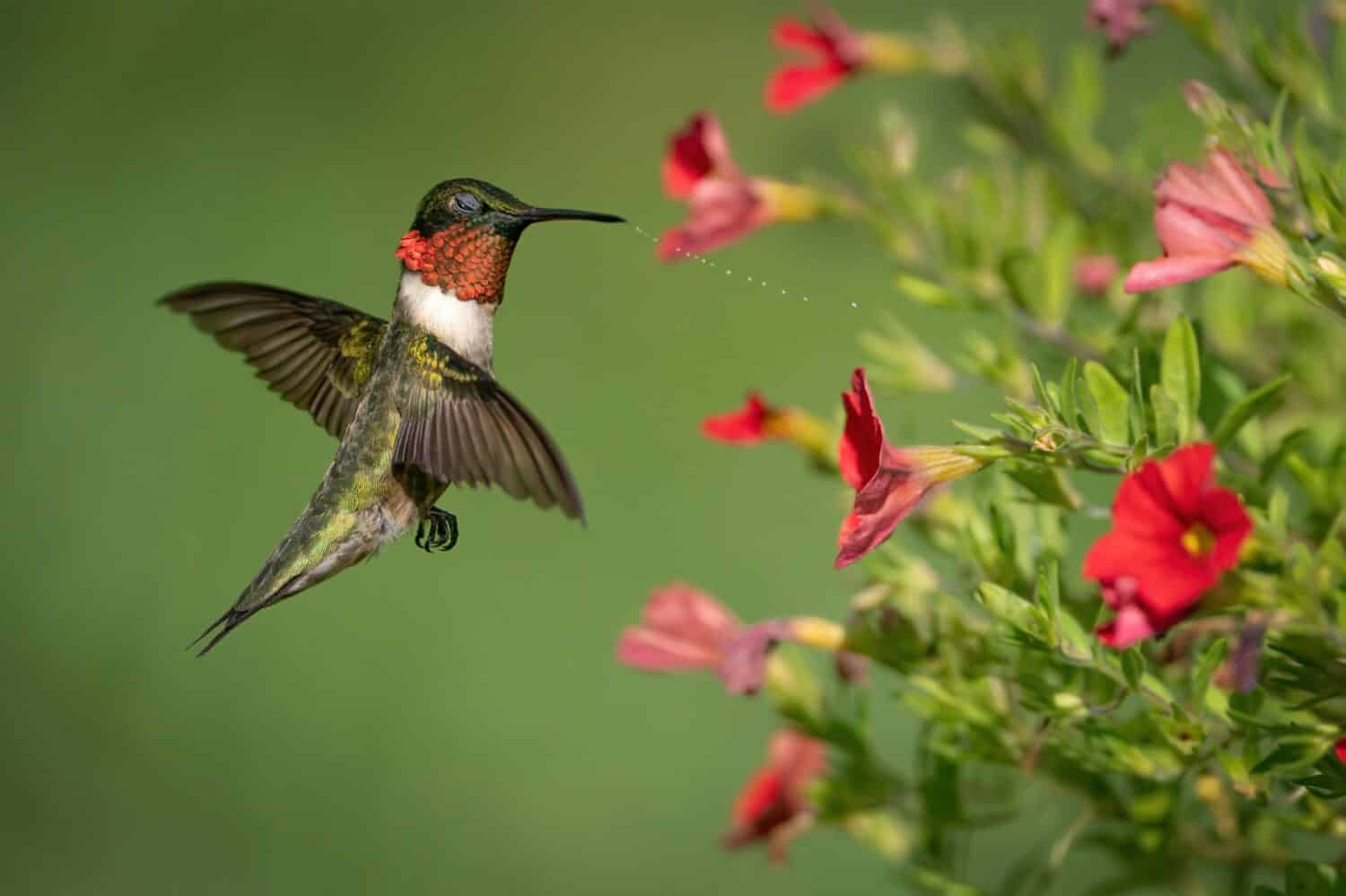 15 of the tiniest birds found in the United States