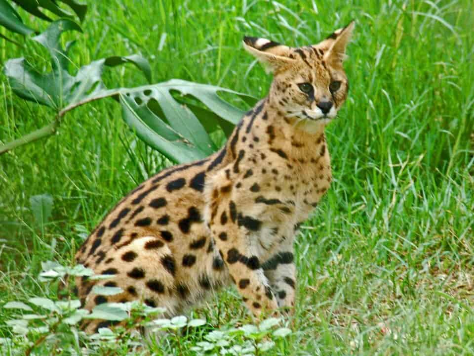 10 exotic animals you can legally own as pets