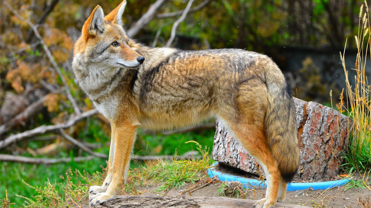 The animals most likely to treat your land like it belongs to them