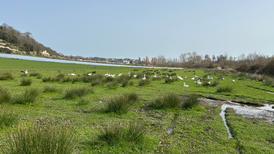 Plans approved to control feral geese numbers
