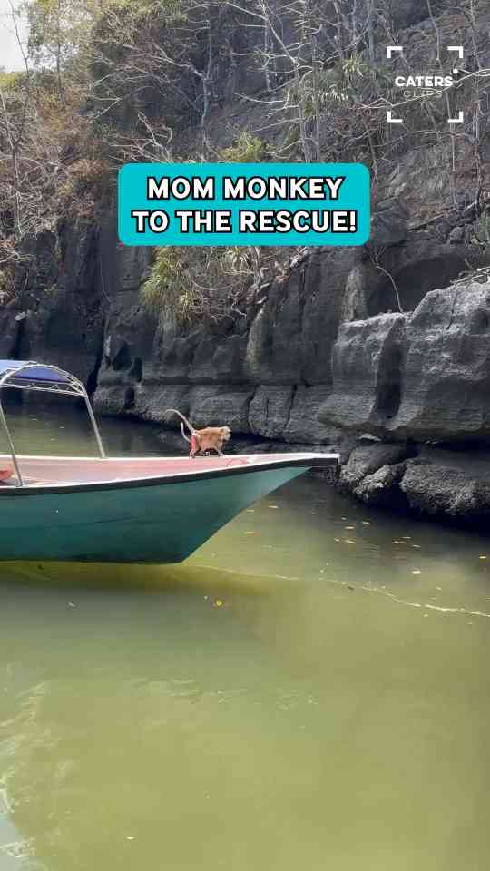 Mother monkey leaps onto boat to rescue baby