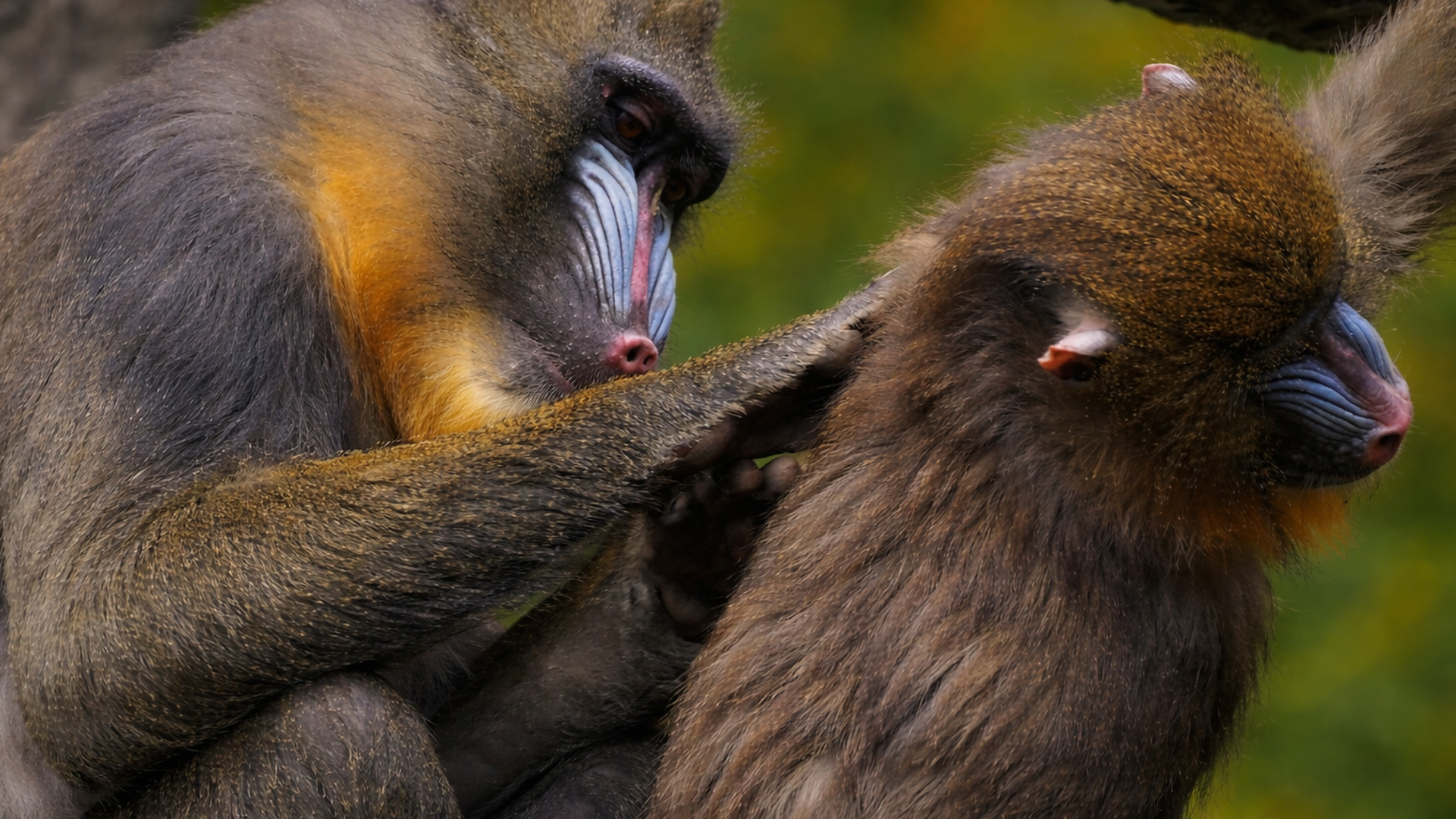 Un mandrill prenait soin de son ami
