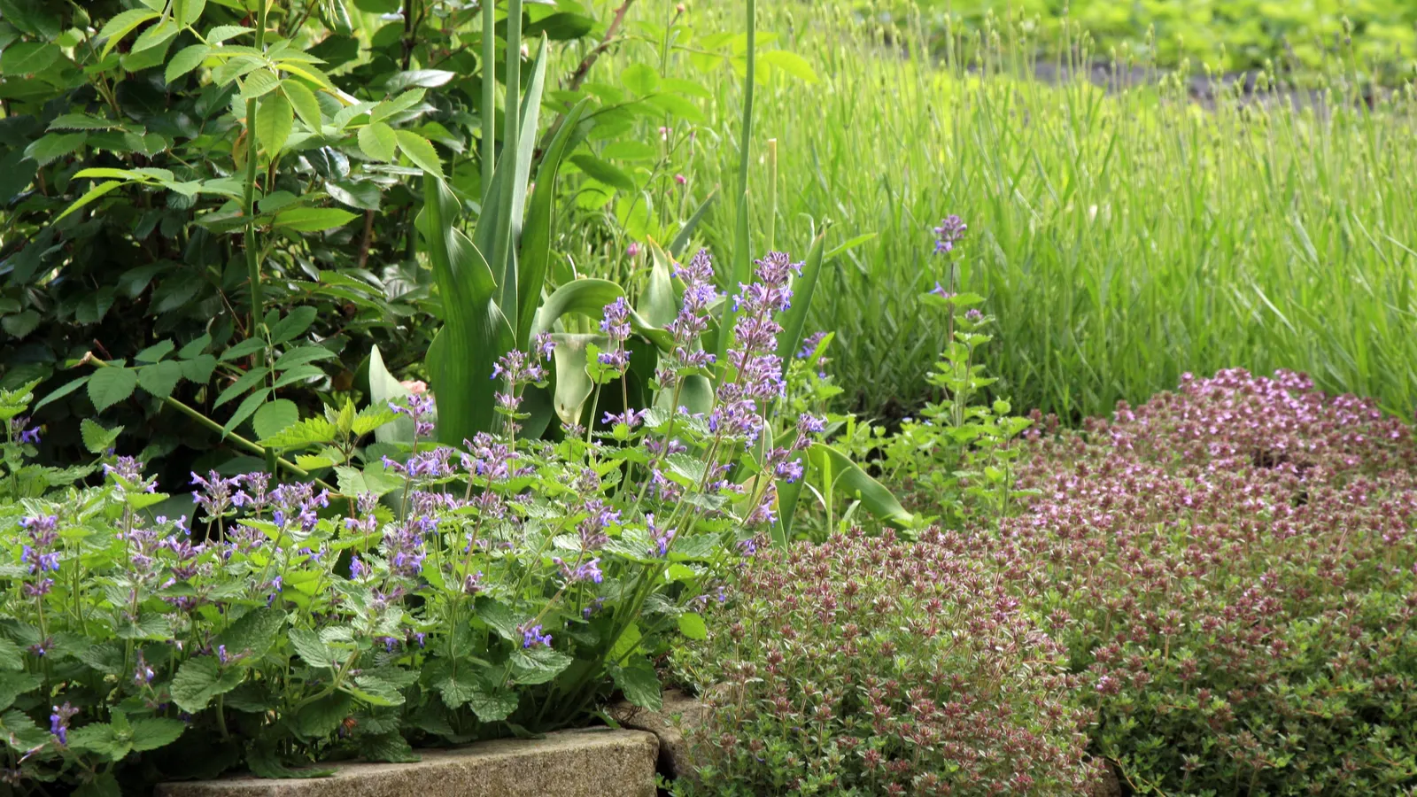 Eleven ground covers that spread fast and leave weeds nowhere to go