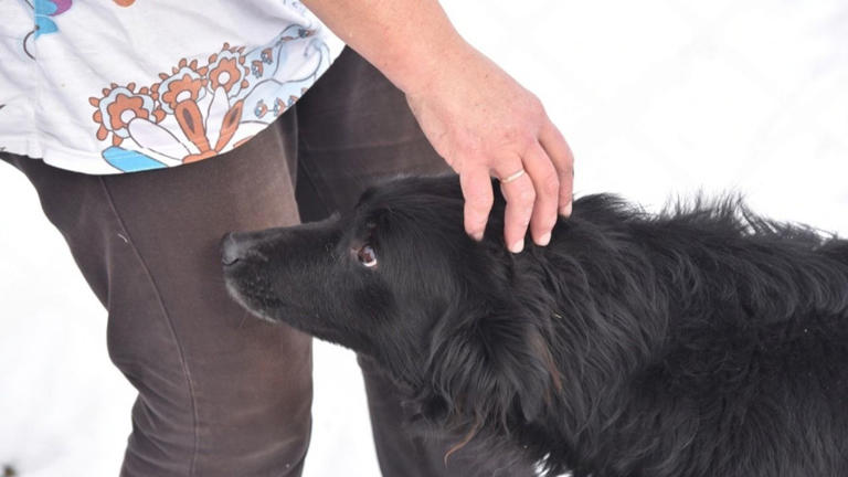 Why dogs nudge you with their nose and what they’re trying to move you ...