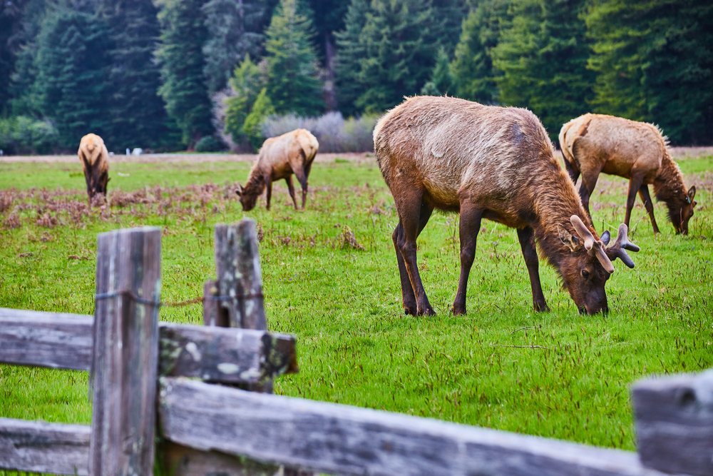 15 places to experience authentic US ranch vacations