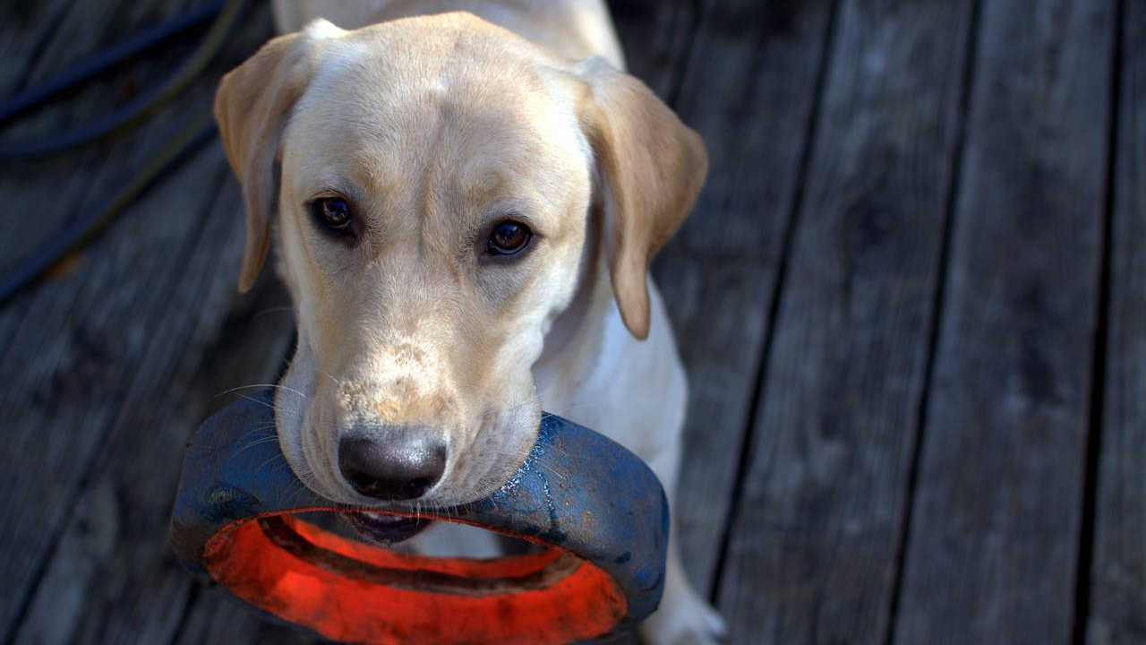 15 dog breeds that are calm at home and intense outside