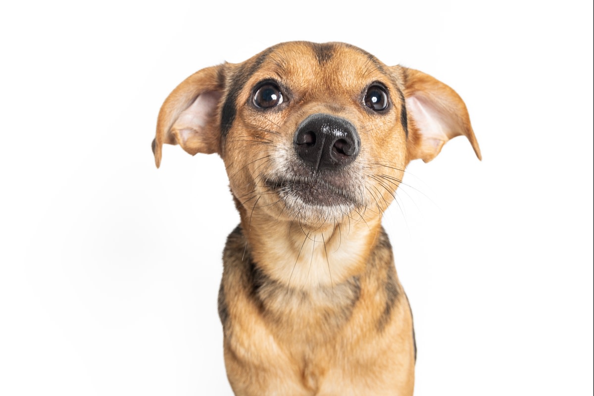 This adorable office dog just battled an 'alligator'—you'll love the ending