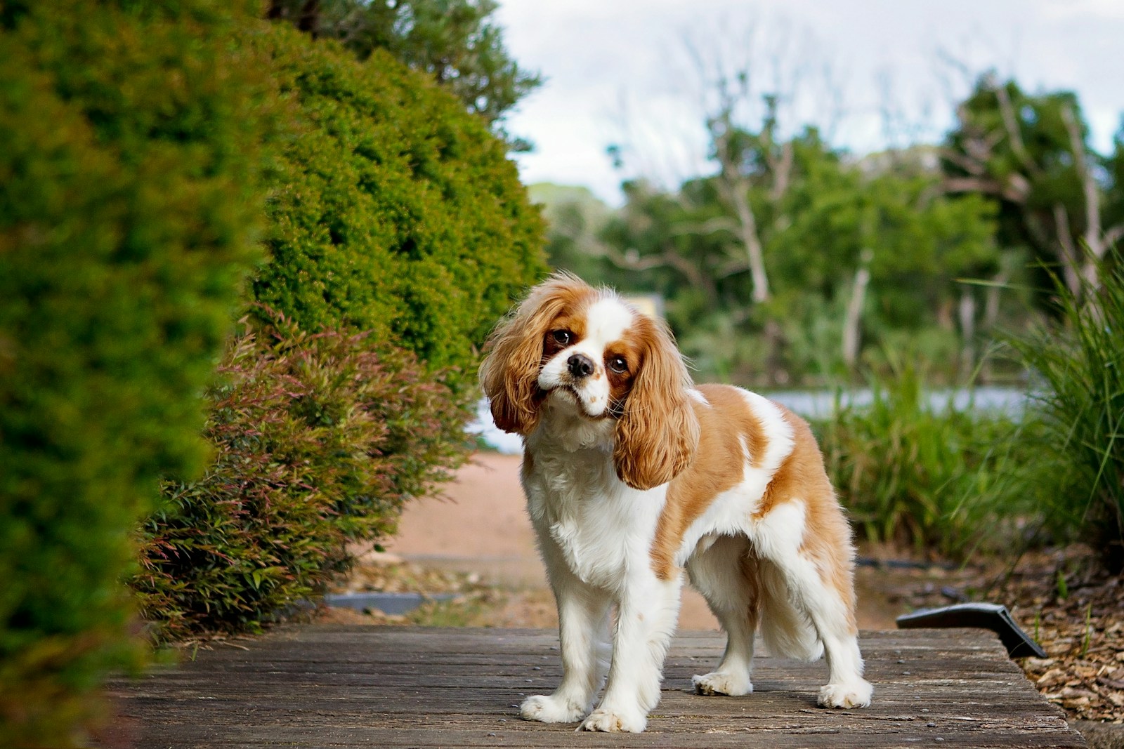 9 affectionate dog breeds that love to snuggle