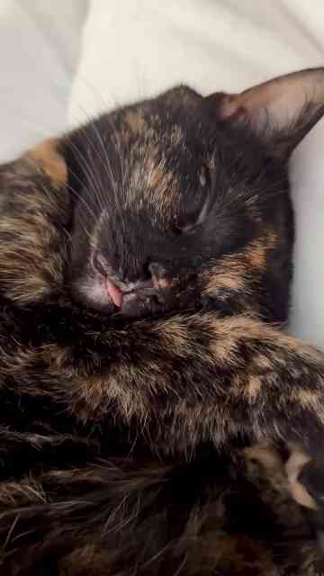 Tiny whisker twitches caught on camera