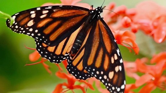 Lazy gardening may be the key to luring in butterflies