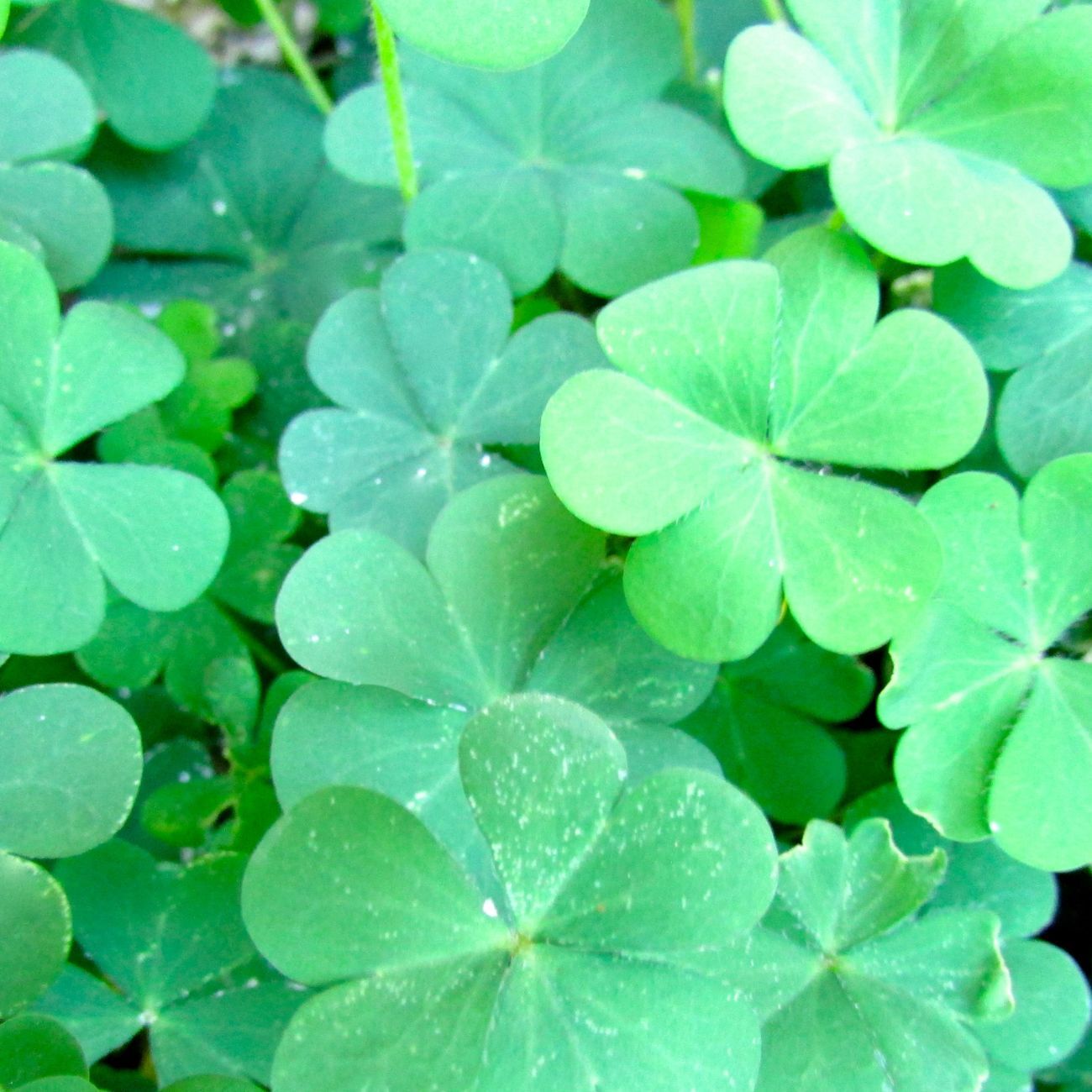 What's your zodiac sign’s lucky charm? - How to attract good fortune