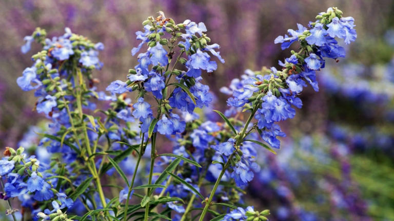How to plant, grow, and care for salvia azurea