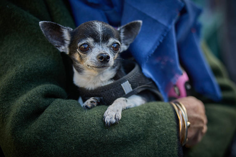 Long living dogs 2026: Here are the 12 breeds of adorable dog that have ...