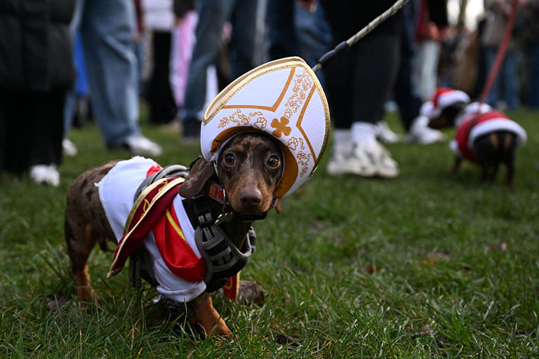 Long living dogs 2026: Here are the 12 breeds of adorable dog that have ...