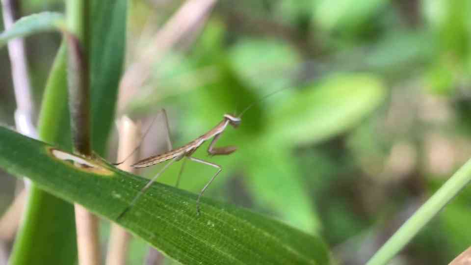 Watch what happens when the America’s largest assassin bug grabs its prey