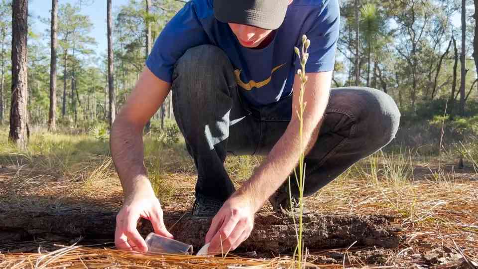 Watch what happens when a wolf spider prepares to defend itself