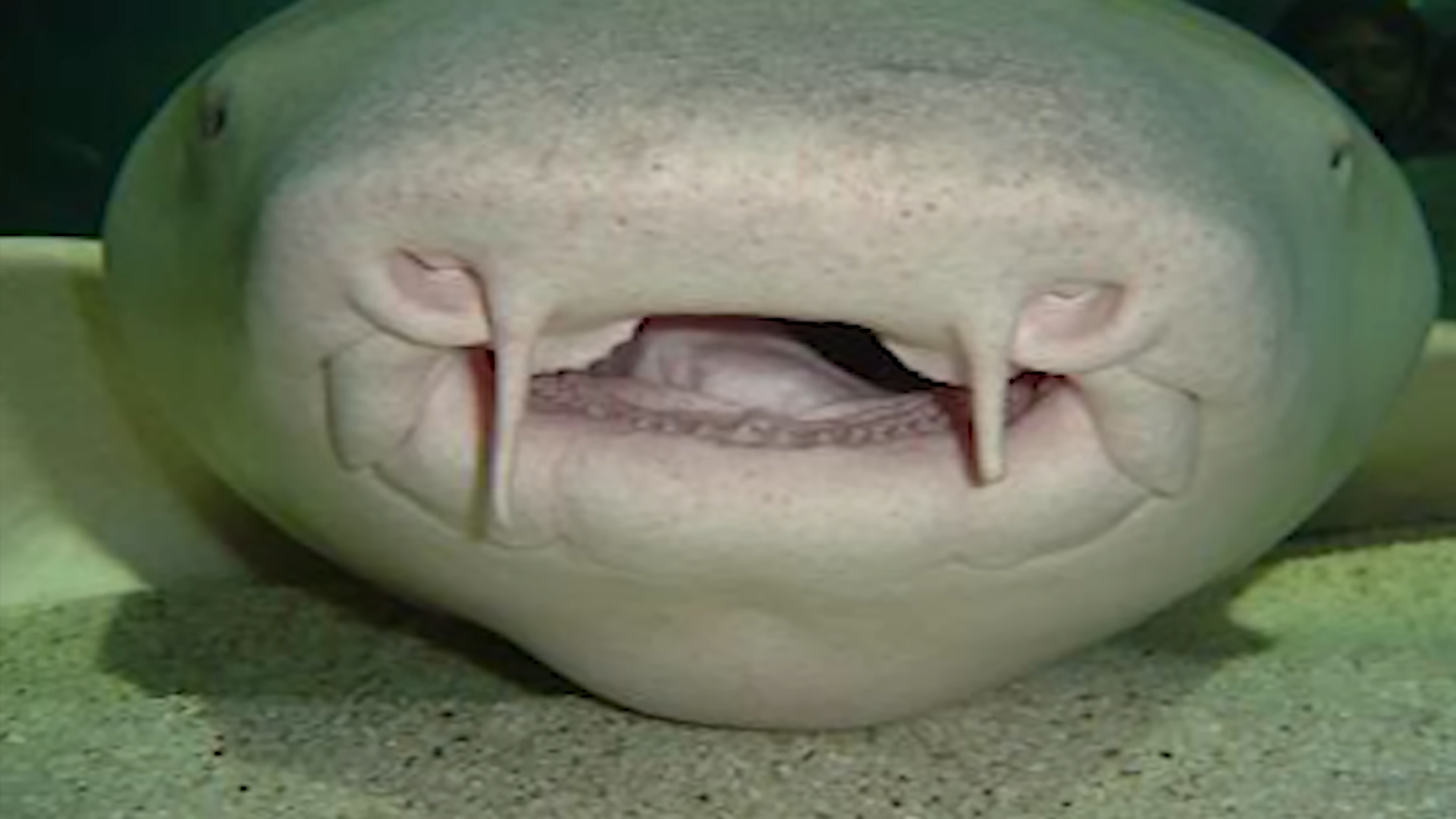 Watch what happens when a demon shark catches its prey