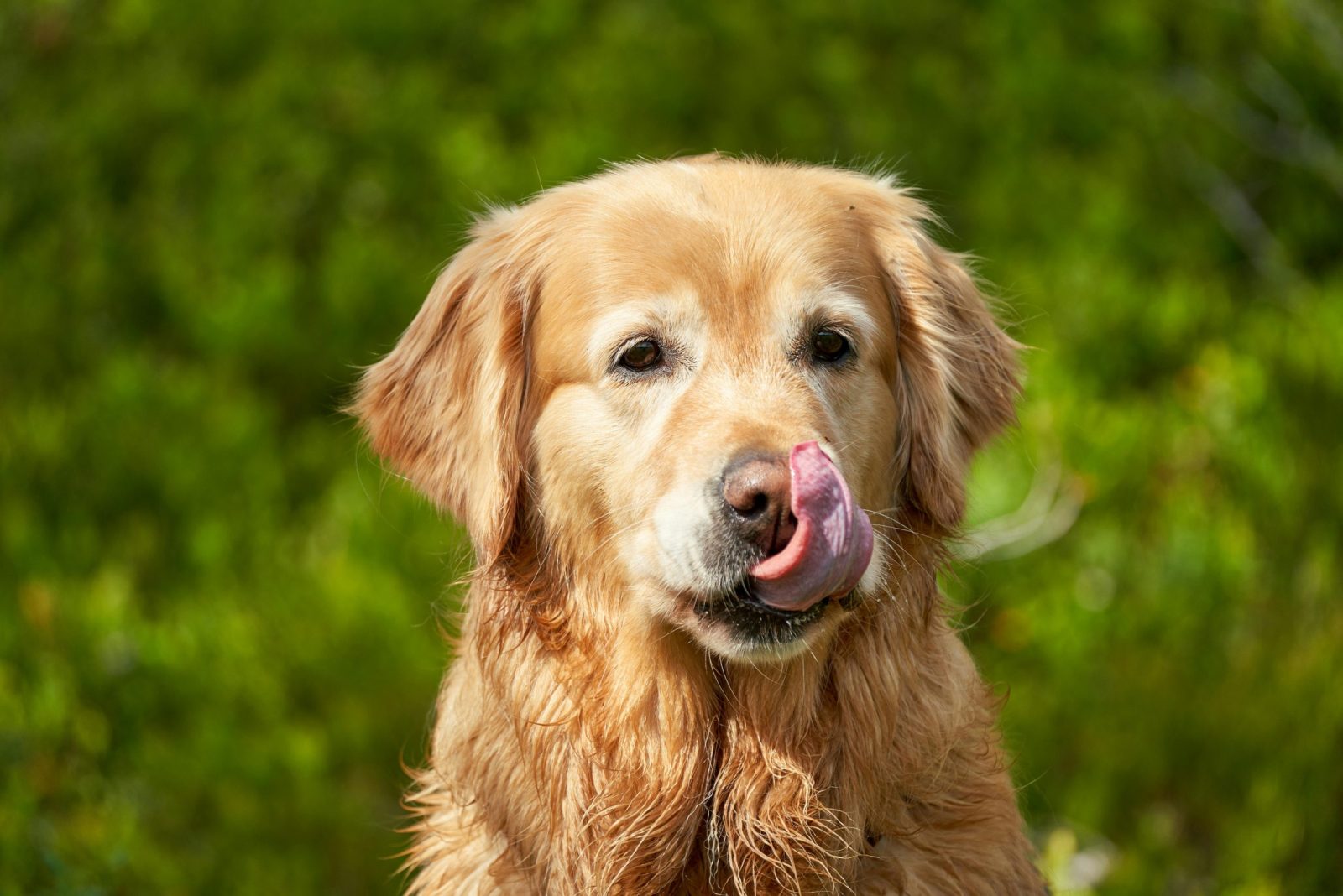 9 affectionate dog breeds that love to snuggle