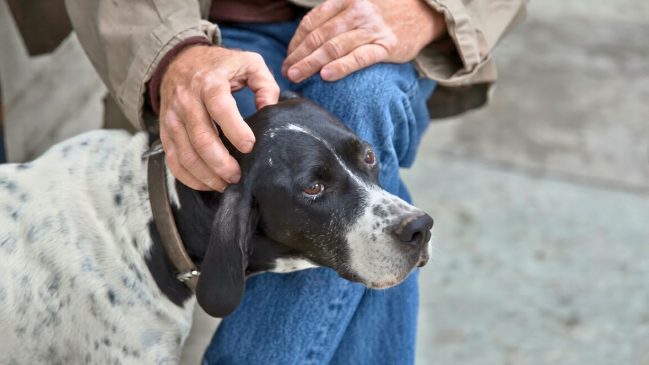 Why your dog suddenly won’t leave your side