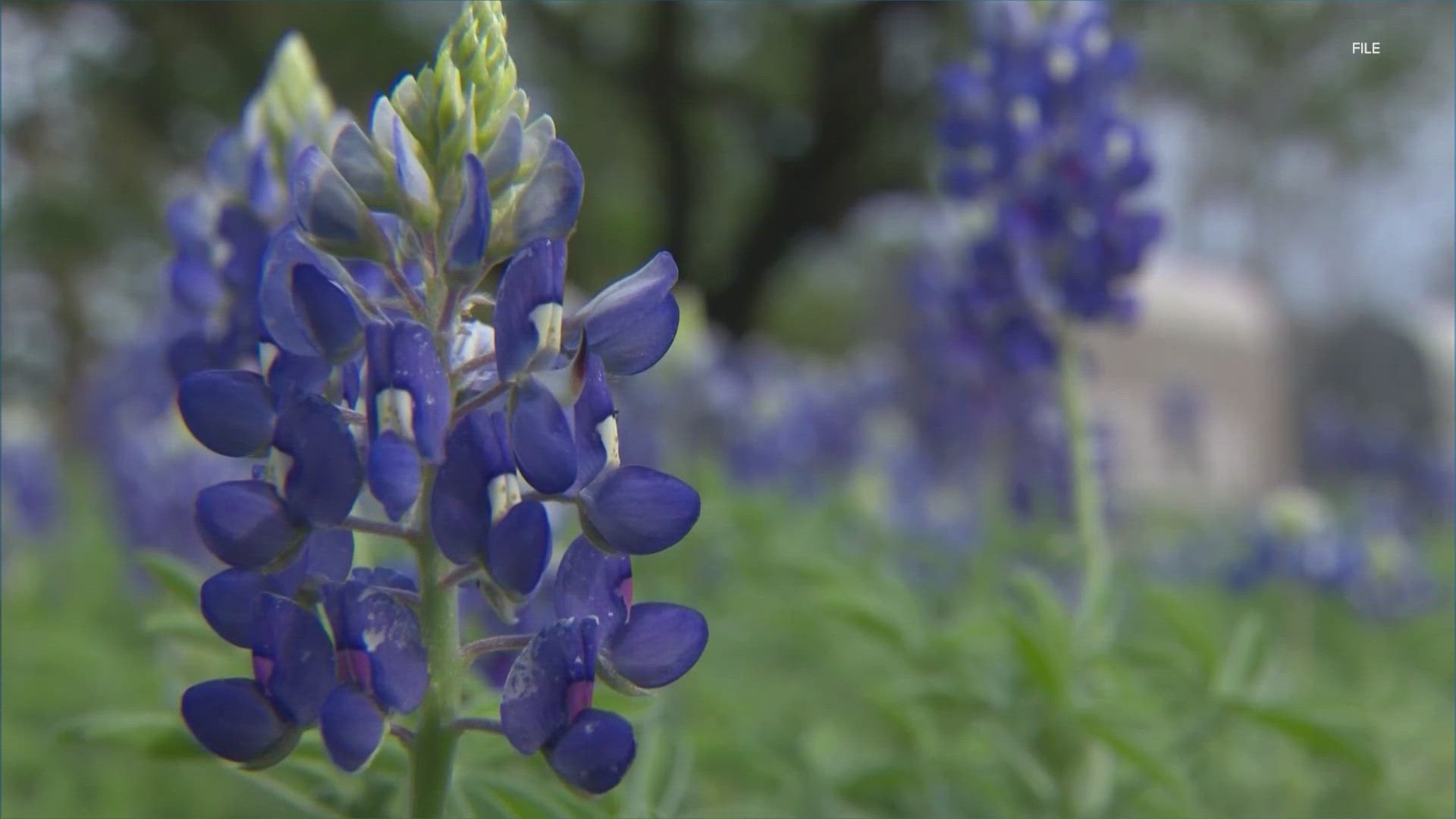 Bluebonnet season approaching in Central Texas