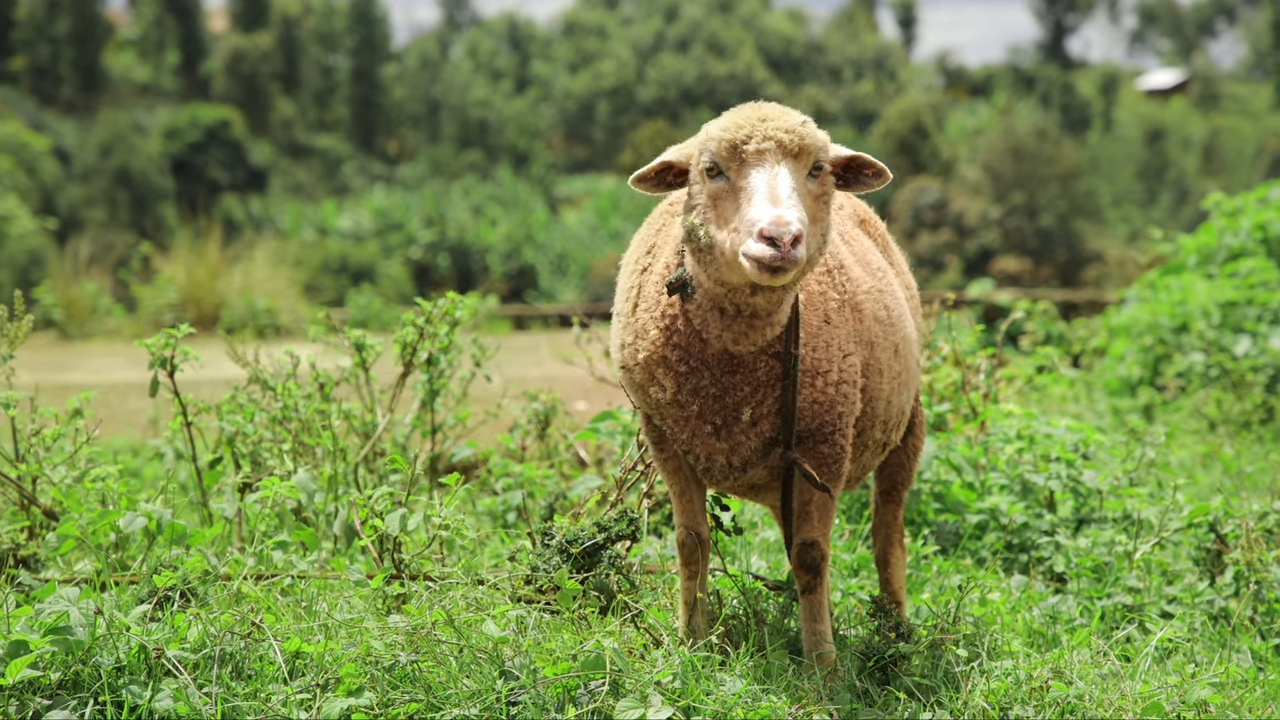Watch what happens when the world’s most common farm animal multiplies ...