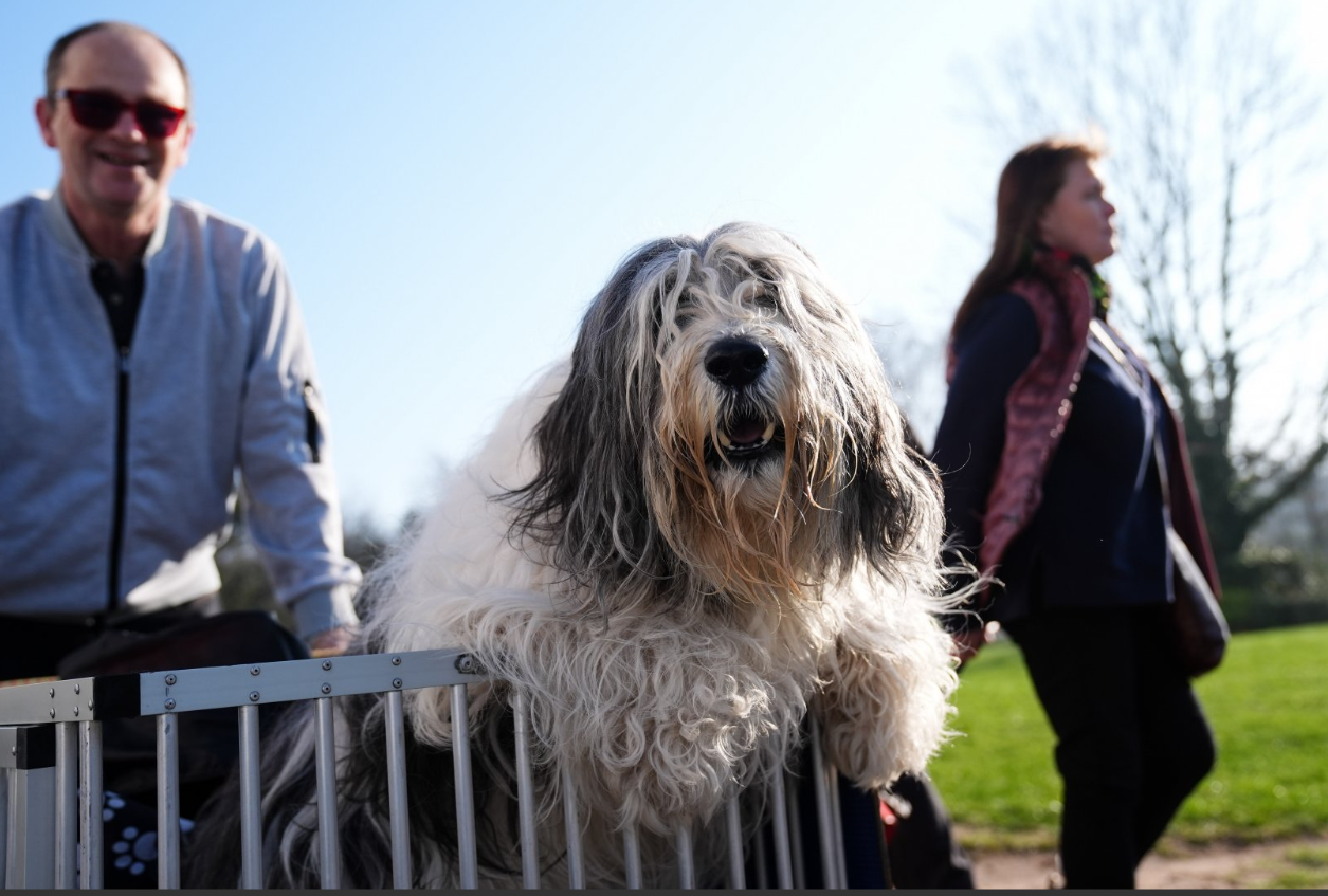 Crufts 2026: Dogs arrive for world famous show
