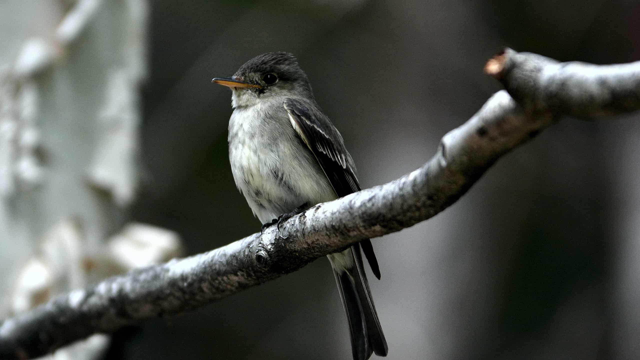 15 of the tiniest birds found in the United States